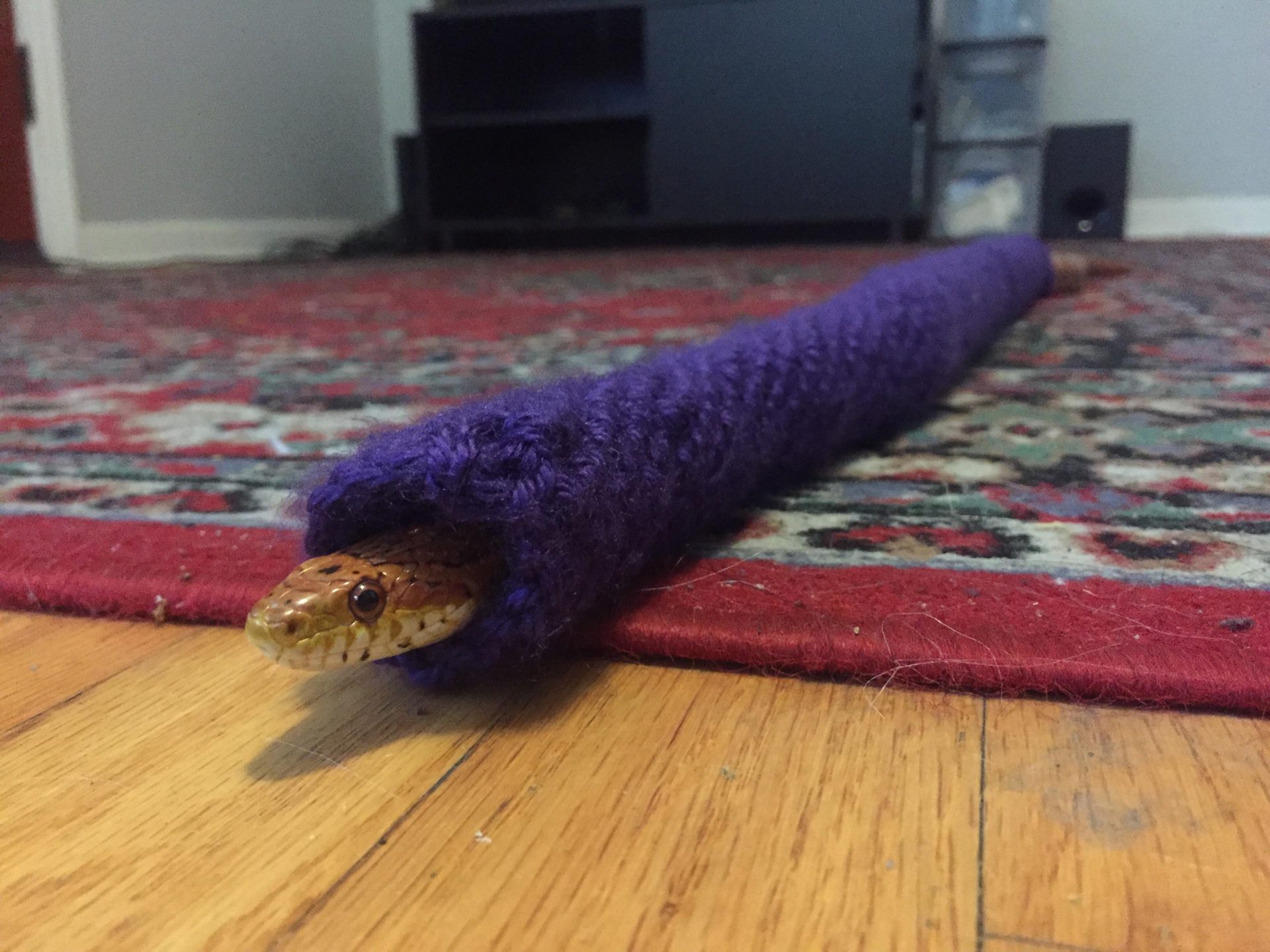 WATCH: This Snake Wearing A Sweater Will Warm Your Cold Heart